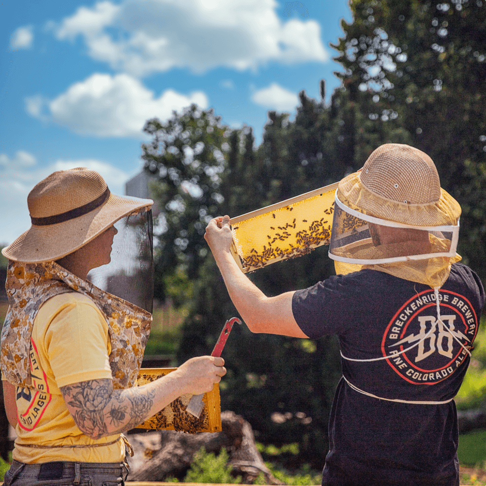Bees and beers: a brew-tiful friendship - Breckenridge Brewery